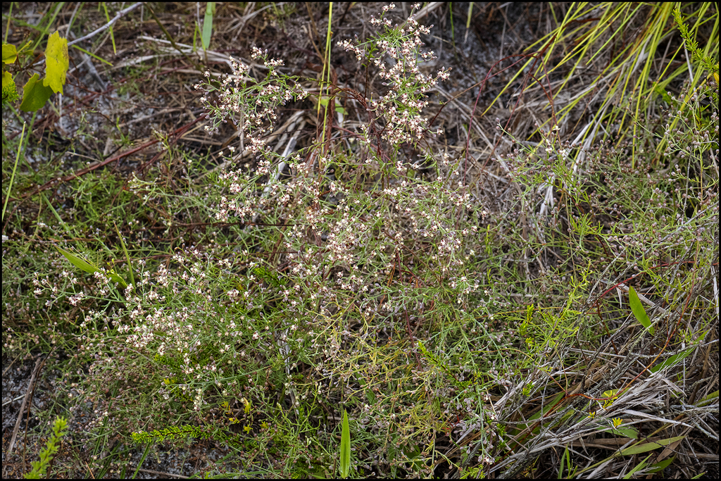 Sandhill Pinweed from South Venice, FL, USA on July 28, 2020 at 08:58 ...