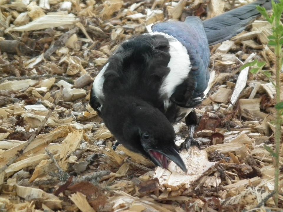 Black-billed Magpie from Division No. 1, AB, Canada on August 23, 2011 ...