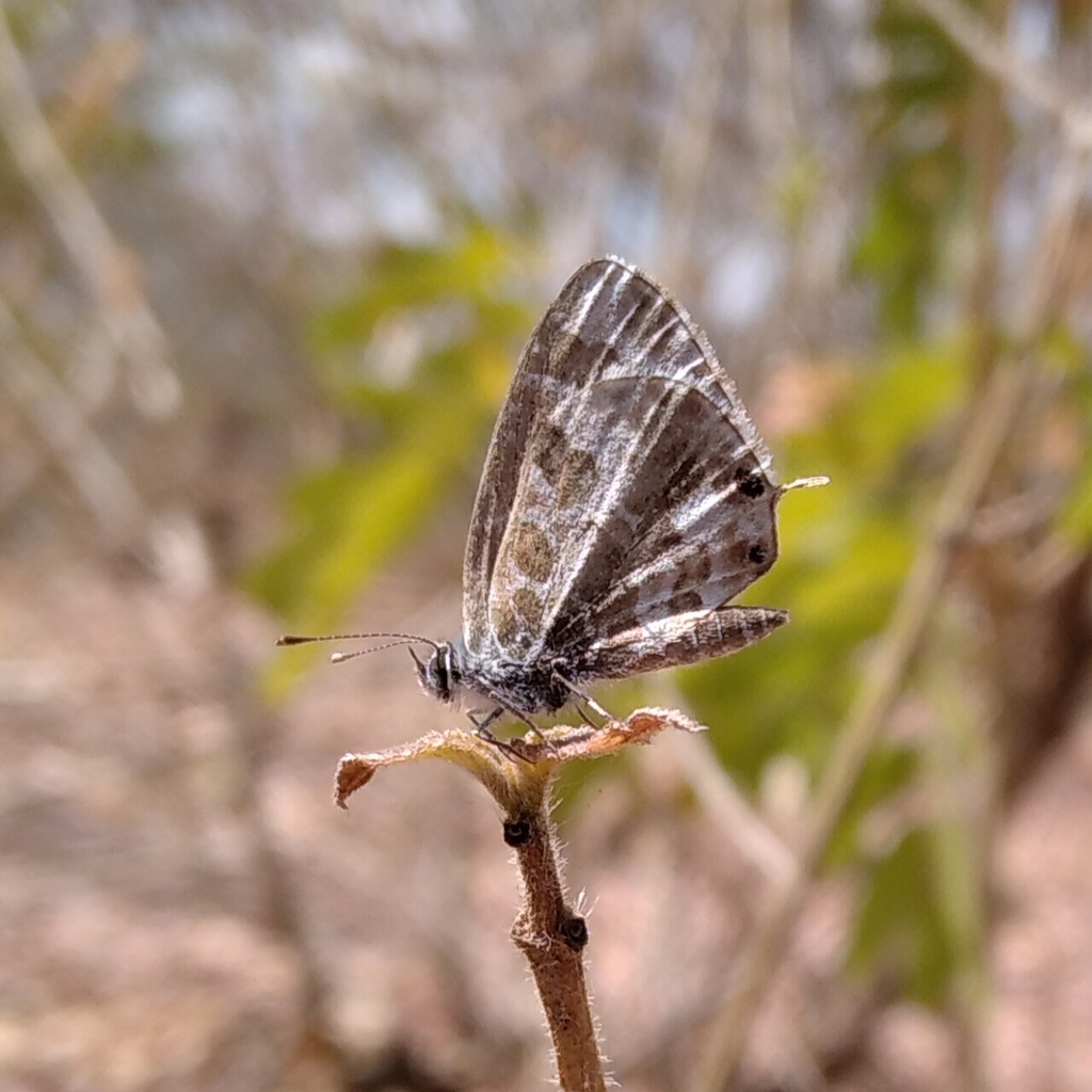 Eastern Bush Blue from Chegutu, Zimbabwe on August 3, 2020 at 11:12 AM ...