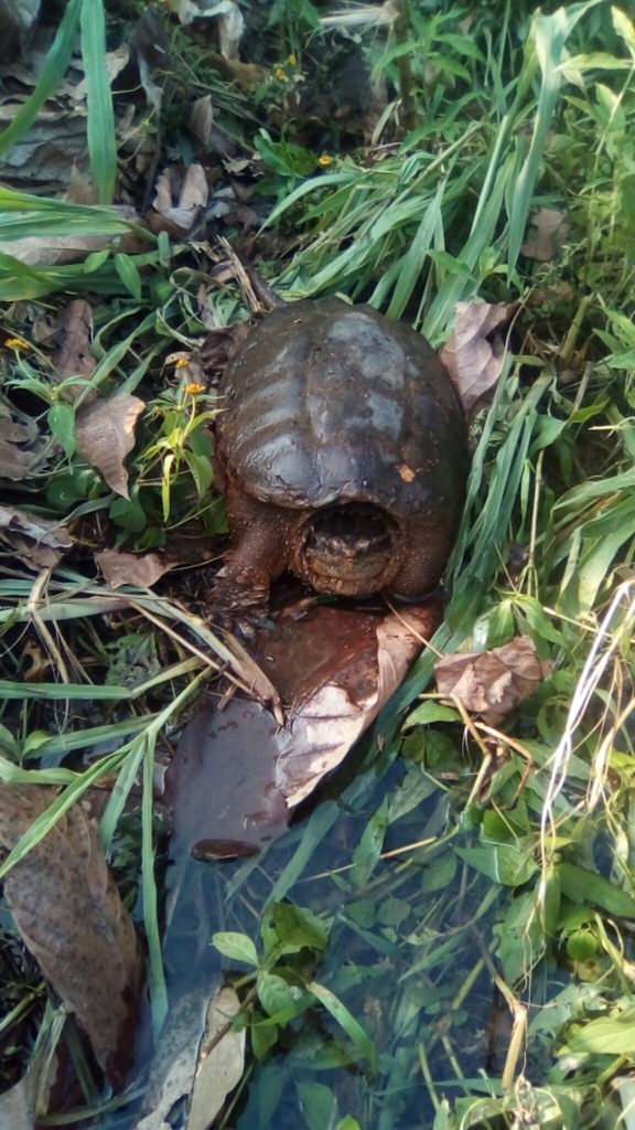 Central American Snapping Turtle in June 2017 by corazonyvidamixe ...