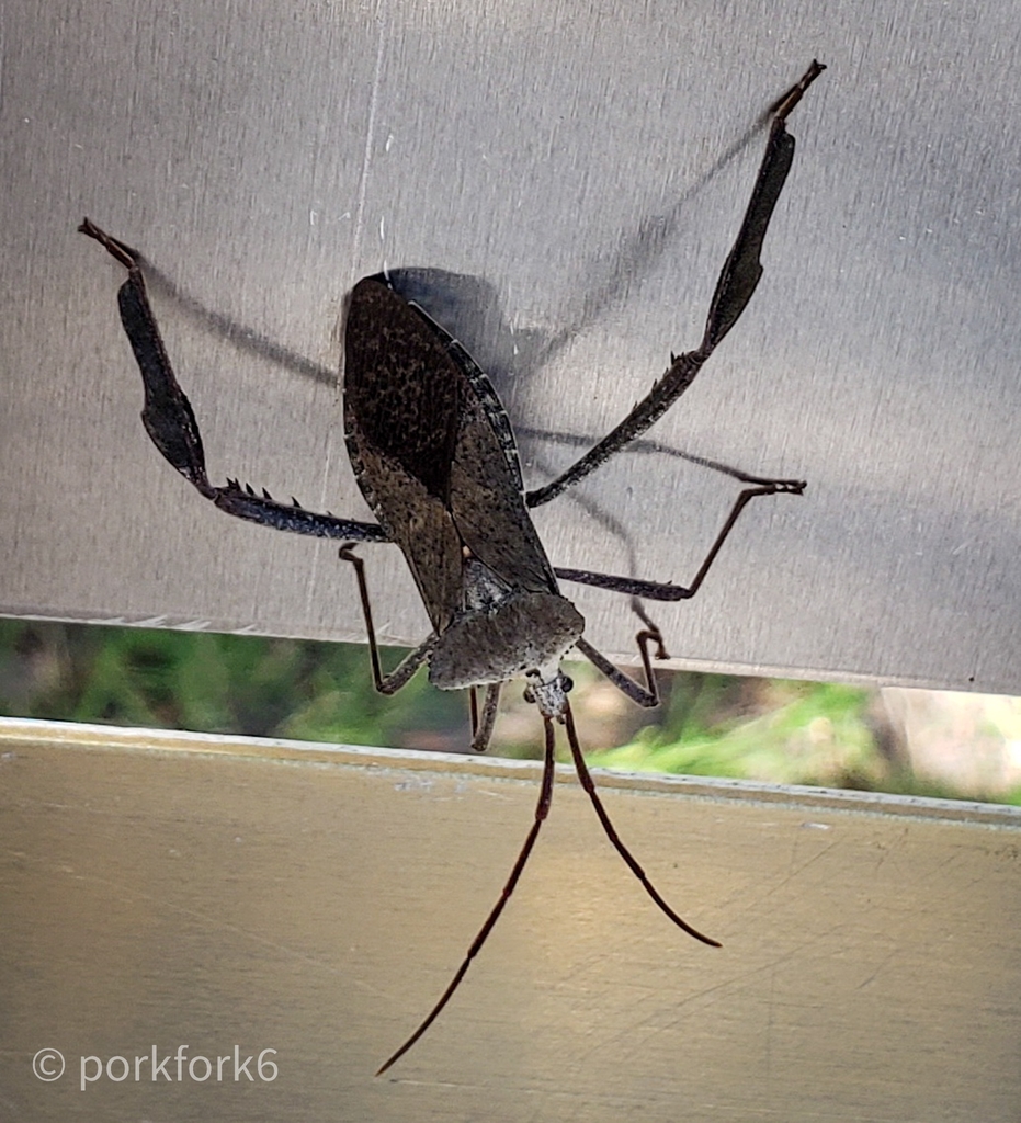 Giant leaf-footed bug from BELLEAIR BLF, FL 33770, USA on August 3 ...