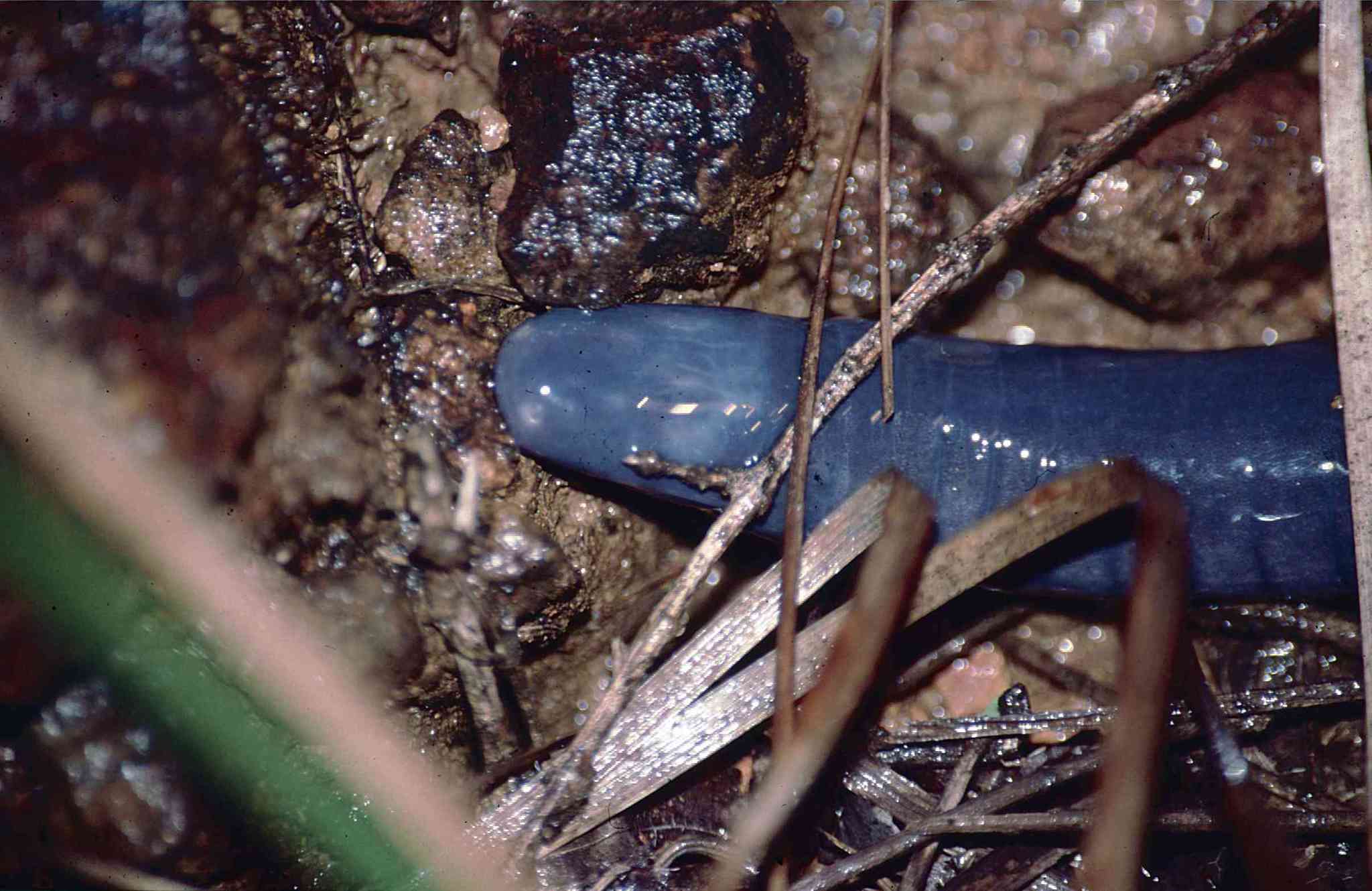 Caecilia Linnaeus, 1758