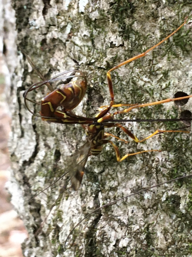 Long-tailed Giant Ichneumonid Wasp from Pamela's Terr, Moultonborough ...
