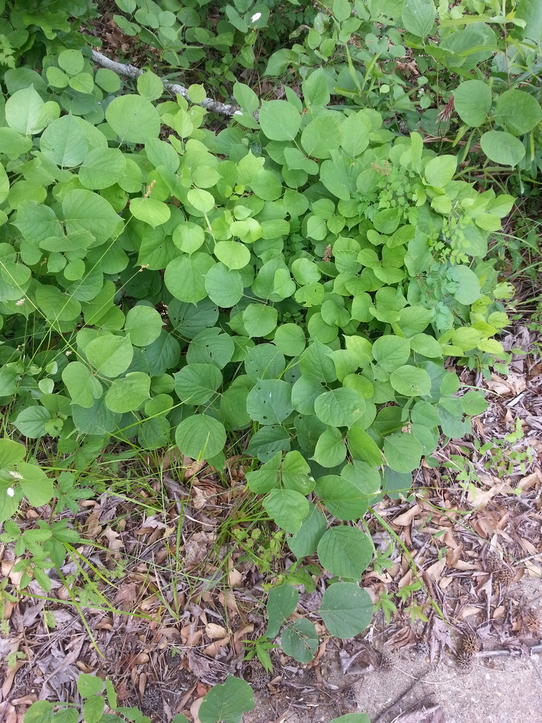 Boykin's Clusterpea (Lackeya multiflora) - Botanical Realm