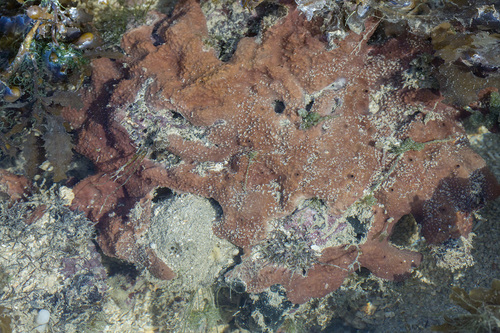 Demosponja (Ircinia fusca)