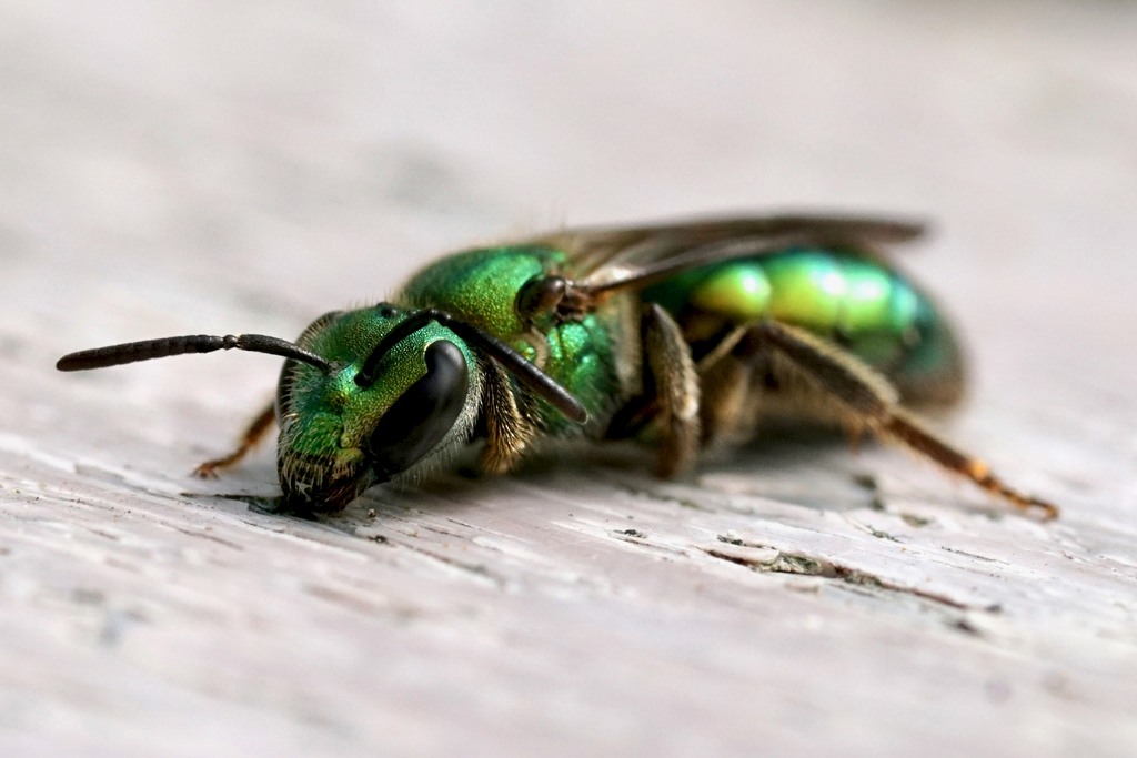 Pure gold-green sweat bee (Bees of Floracliff Nature Sanctuary ...