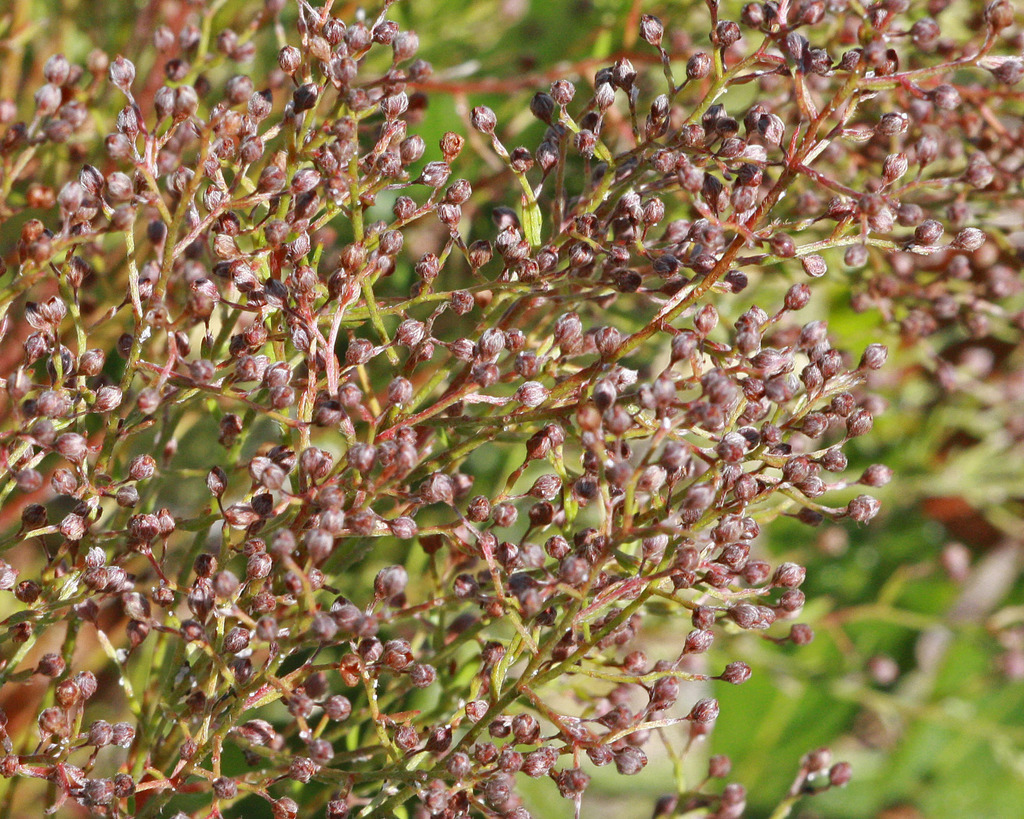 Pinweeds (Lechea) - Botanical Realm