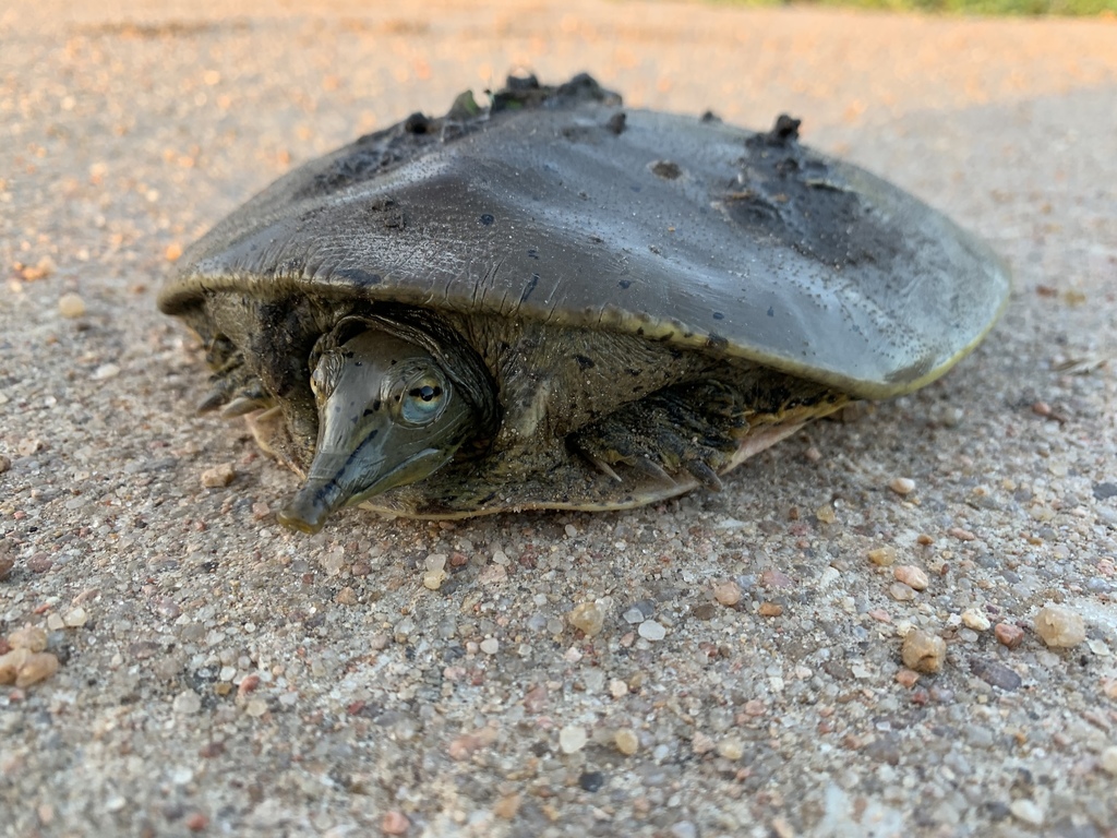 Midland Smooth Softshell Turtle in May 2020 by jcole200 · iNaturalist