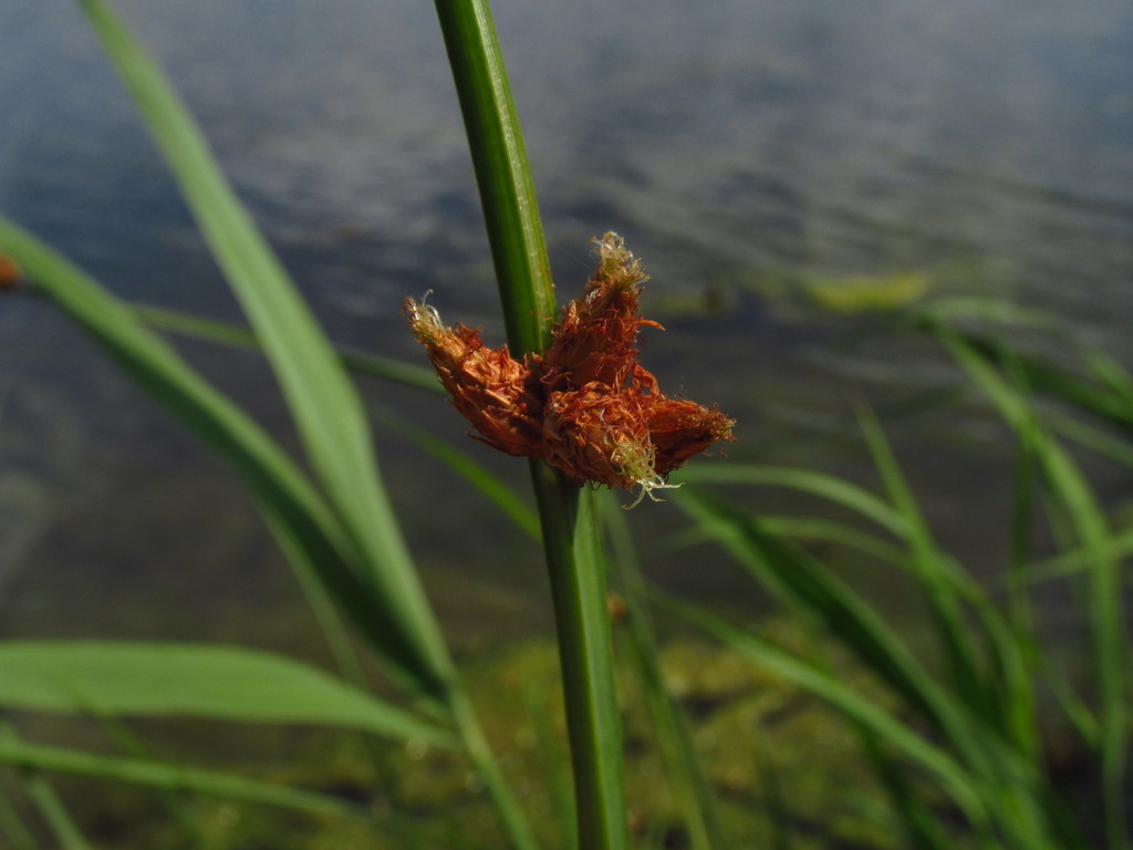 Common Three-Square (Plants of John Martin Reservoir State Park ...