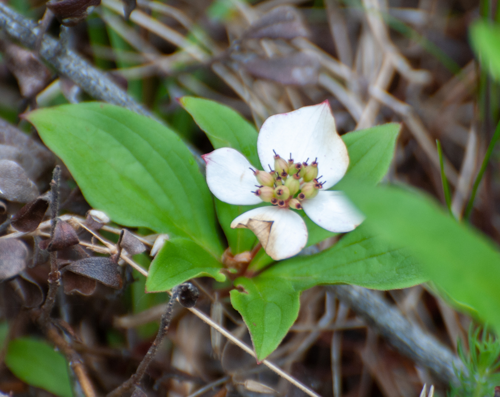 Canadian bunchberry from Jasper National Park, Leach Lake on July 9 ...
