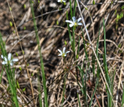 rock sandwort (Arenaria stricta) · iNaturalist