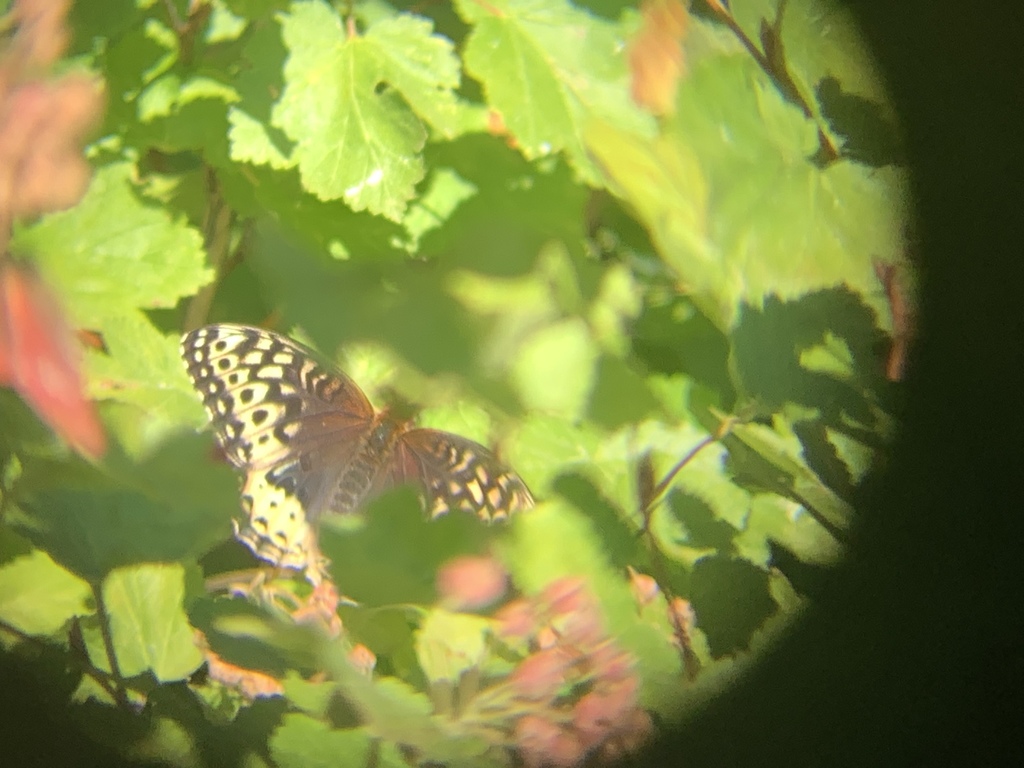 Leto Fritillary from La Grande, OR, US on August 3, 2020 at 08:14 AM by ...