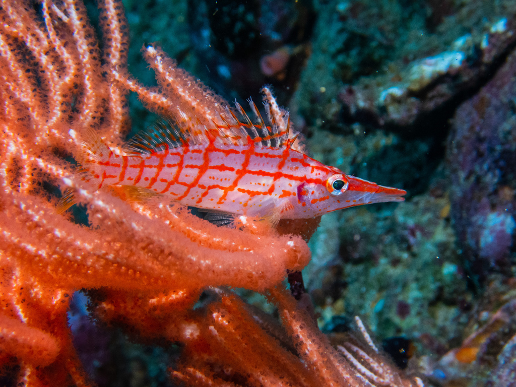 Hawkfishes (Cirrhitidae) - Marine Life Identification