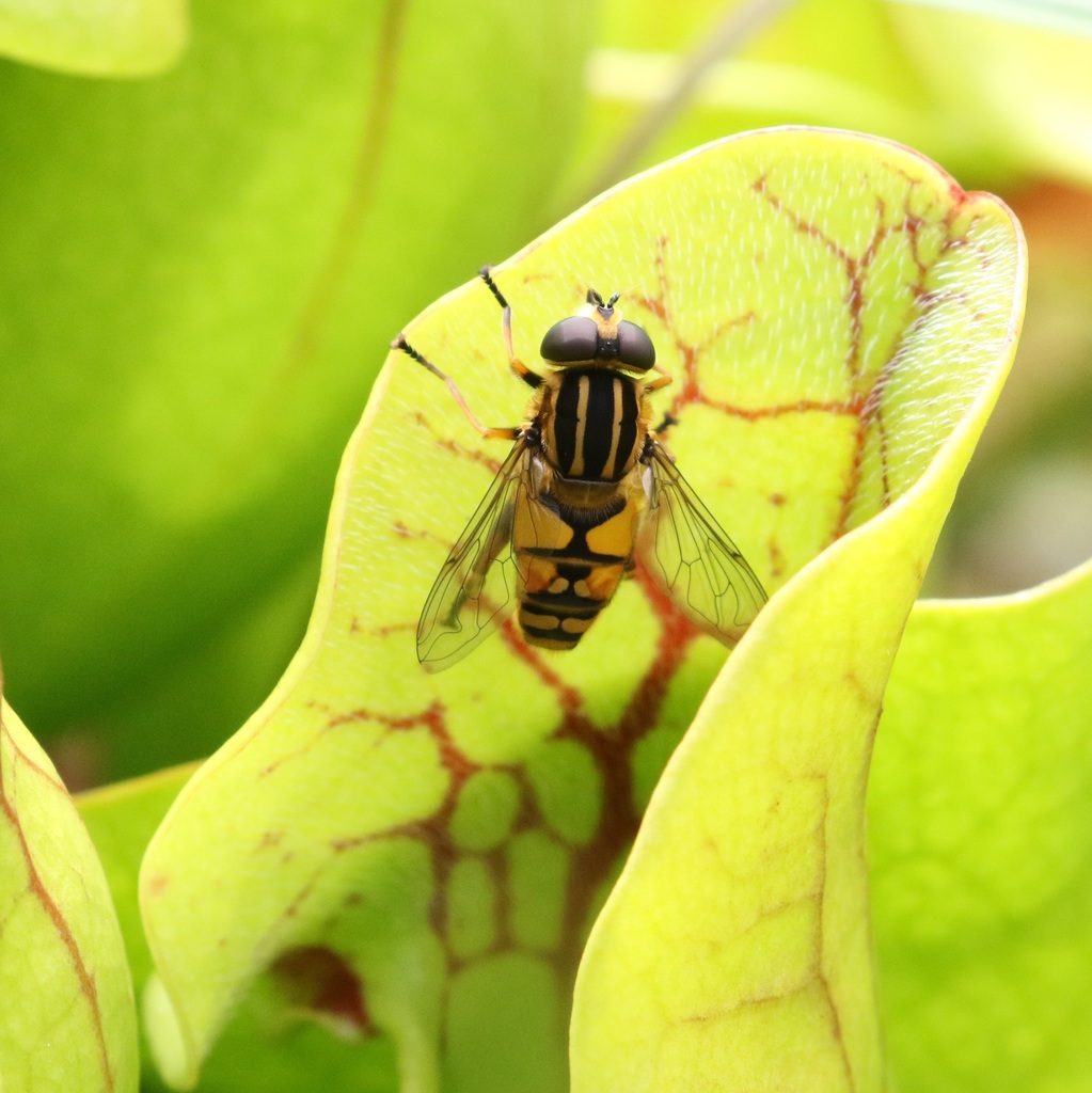 Sun Fly from Svedala NO, Sverige on August 02, 2020 at 10:41 PM by ...