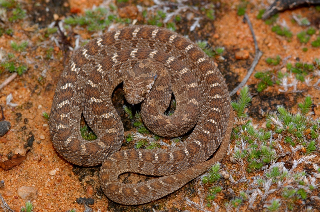 Egg-eating Snake (Reptiles of Botswana) · iNaturalist