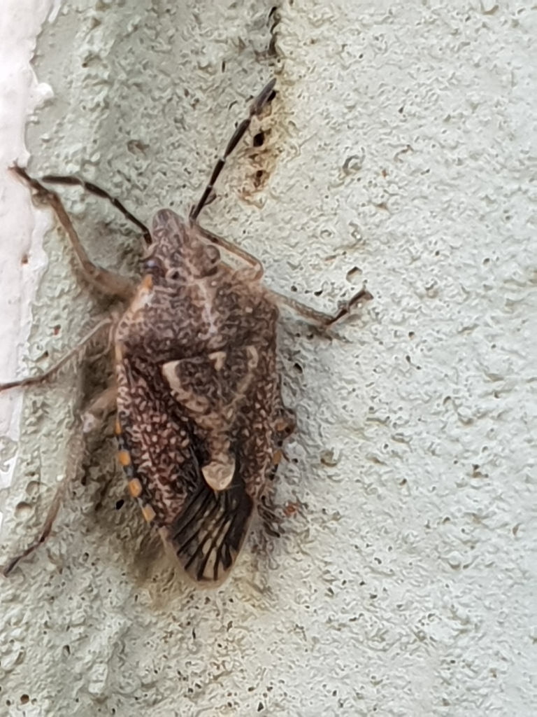 African Cluster Bug from Peddie Street on August 3, 2020 at 08:18 AM by ...