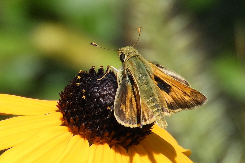 Field Skipper (Southern Plains butterfly guide) · iNaturalist
