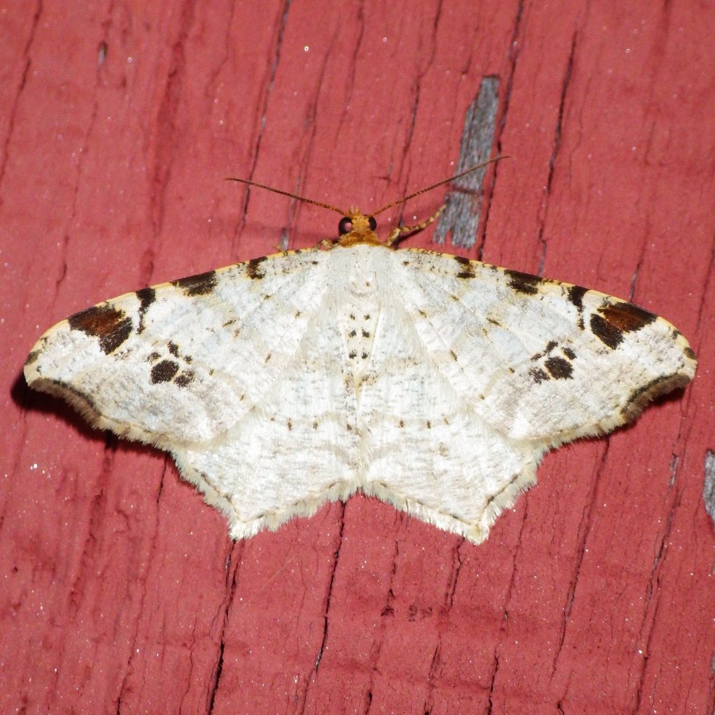 Birch Angle from Fitzgerald Rd, Burdett, NY 14818, USA on August 01 ...