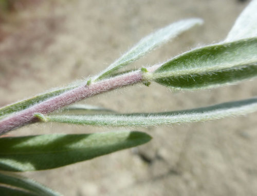 Narrowleaf Willow (Plants of Castlewood Canyon State Park) · iNaturalist