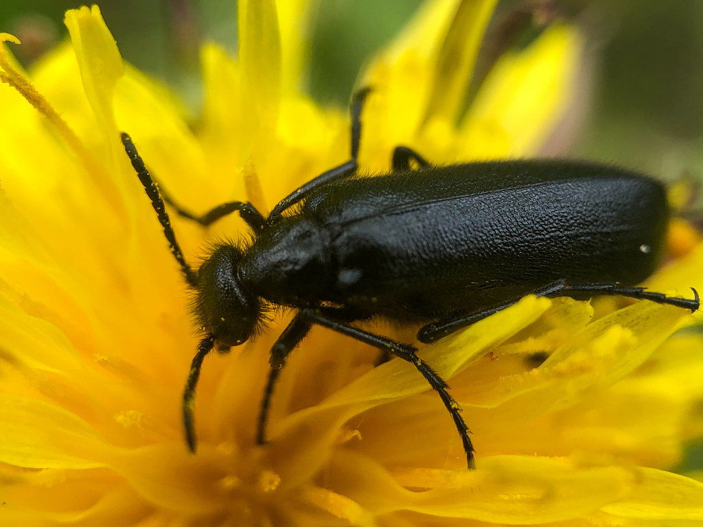 Epicauta puncticollis (Gretchen's Nature Guide) · iNaturalist