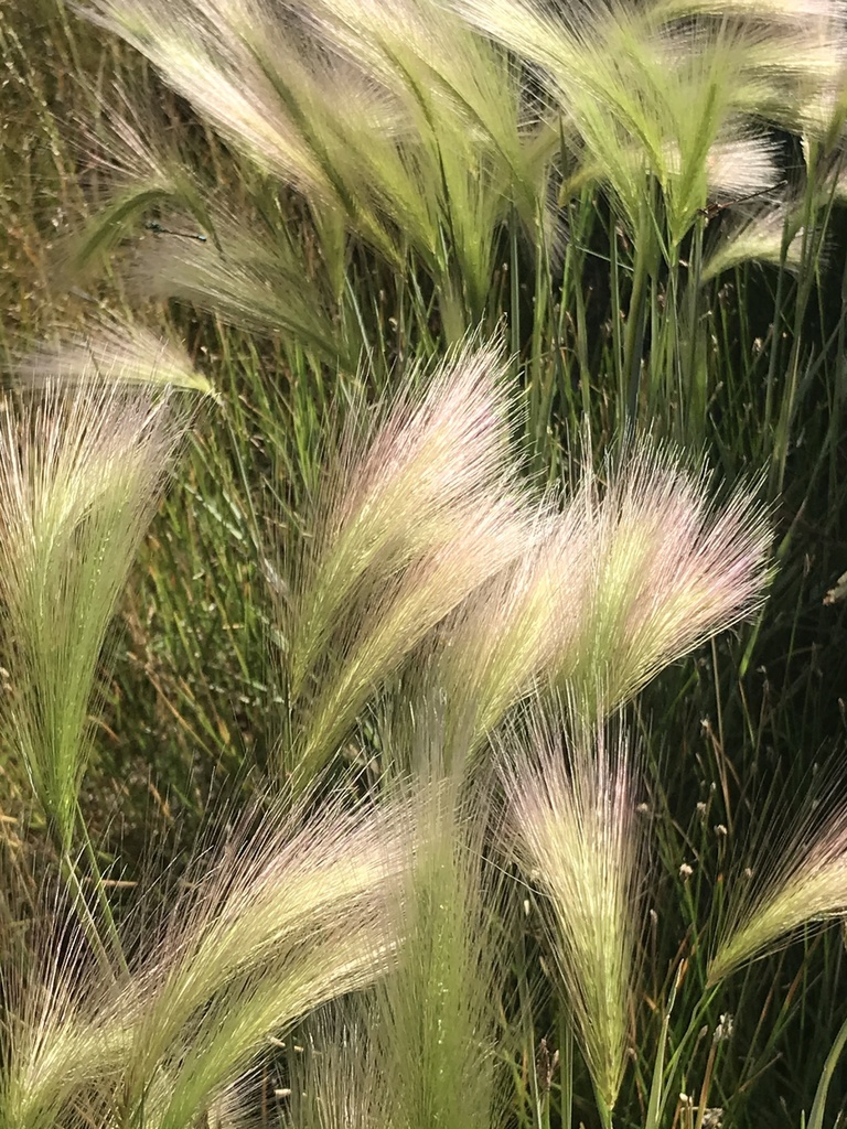 Foxtail Barley from Heenan Lake Wildlife Area, Alpine County, US-CA, US ...