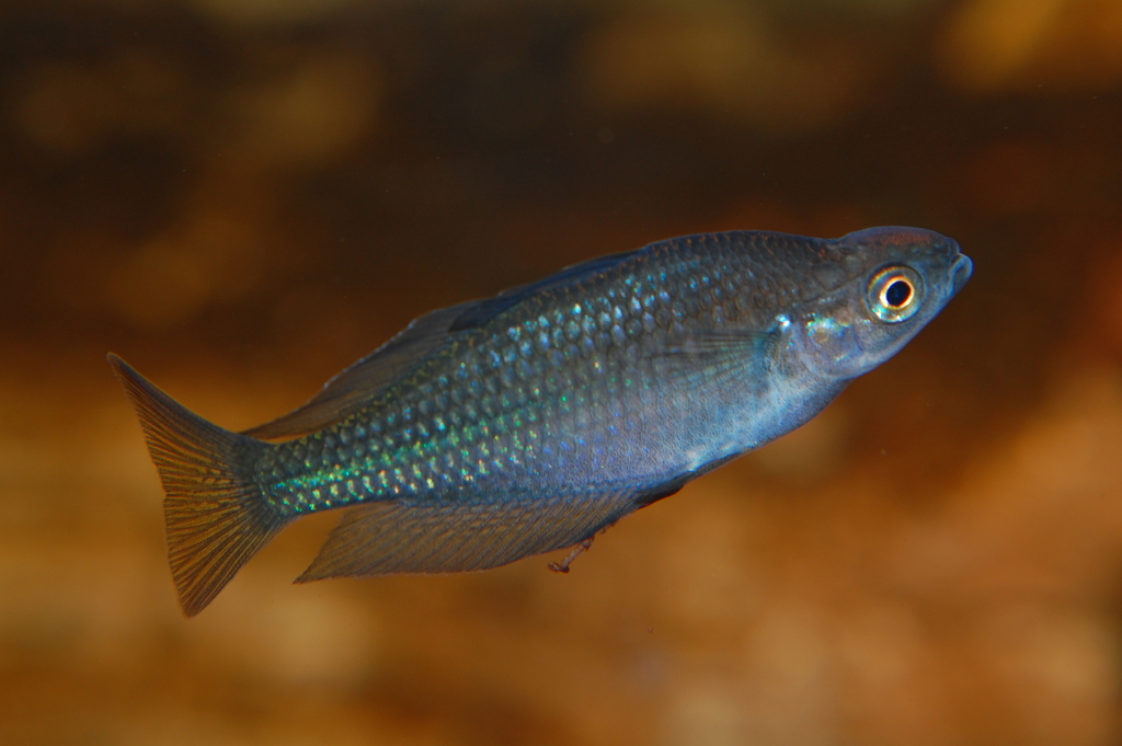 Murray River Rainbowfish (Melanotaenia fluviatilis) - Marine Life ...