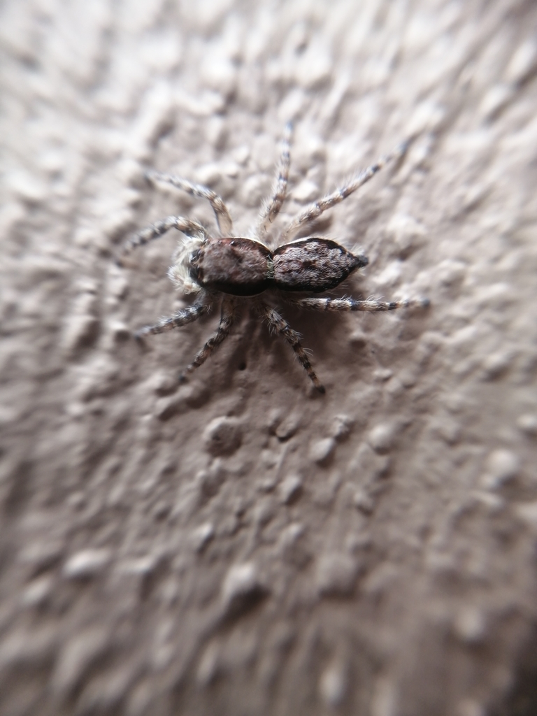 Gray Wall Jumping Spider from San José, Curridabat, Costa Rica on ...
