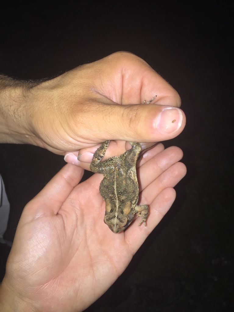 North American Toads from Chickasaw State Park, Henderson, TN, US on ...