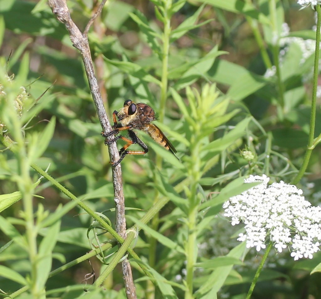 Red-footed Cannibal Fly from Montgomery County, US-MD, US on August 3 ...