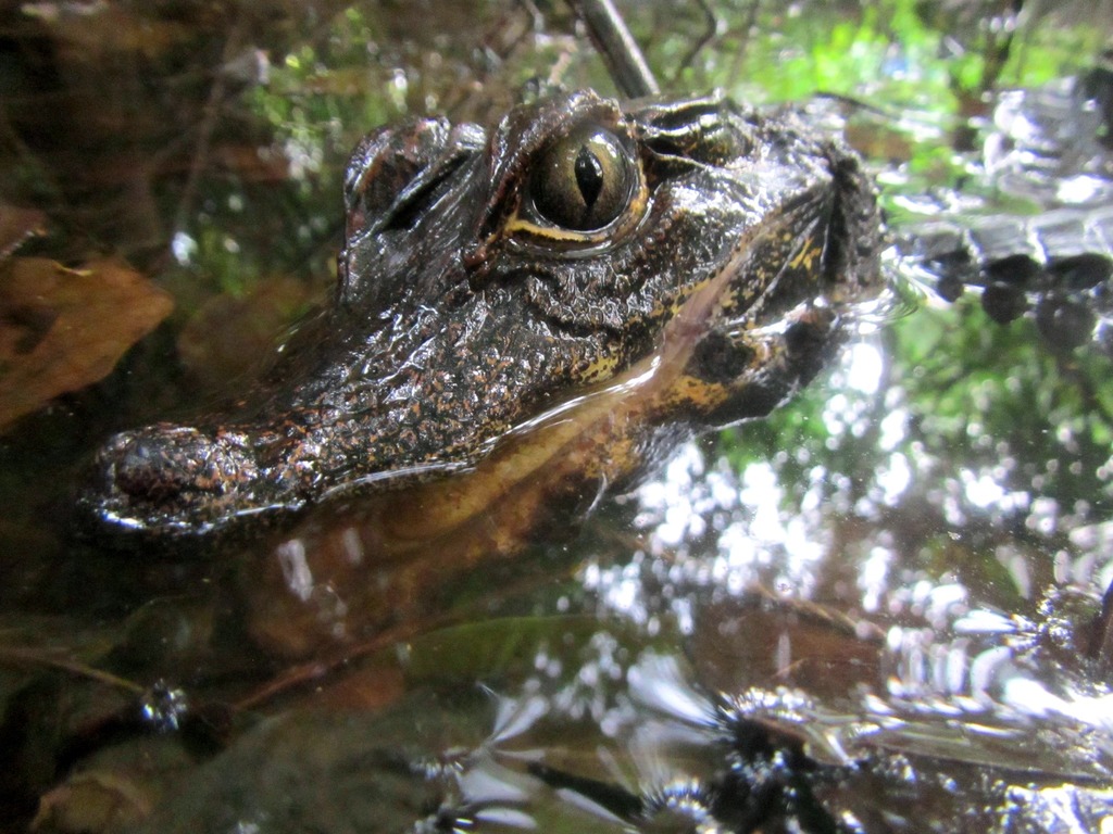 Congo Dwarf Crocodile from Kouilou, CG on May 05, 2014 at 05:56 PM by ...