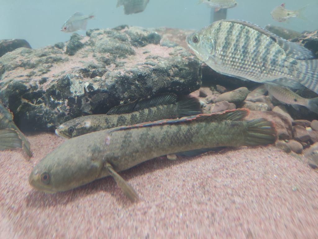 Dwarf Snakehead (Channa gachua) - Marine Life Identification