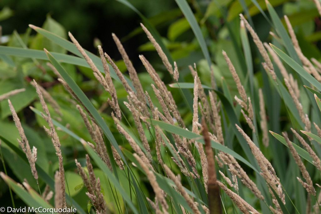 reed canary grass from Cape Breton, Nova Scotia, Canada on August 03 ...