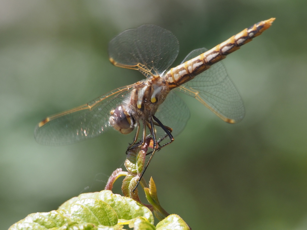 Variegated Meadowhawk (Dragonflies of the NASWC Area) · iNaturalist