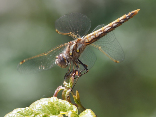Variegated Meadowhawk (Dragonflies of the NASWC Area) · iNaturalist
