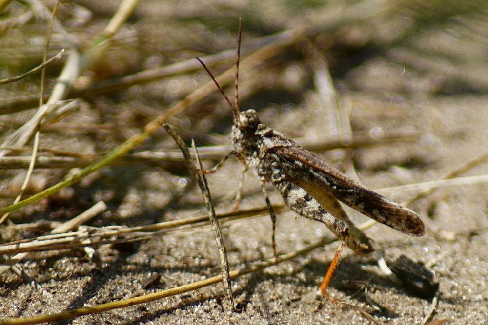 Mottled Sand Grasshopper from Illinois Beach SP, Lake County, IL, USA ...