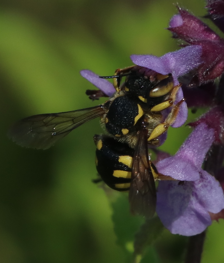 Florentine Woolcarder Bee from Rosemont—La Petite-Patrie, Montréal, QC ...