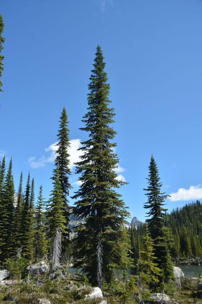 subalpine fir from Central Kootenay, British Columbia, Canada on July ...