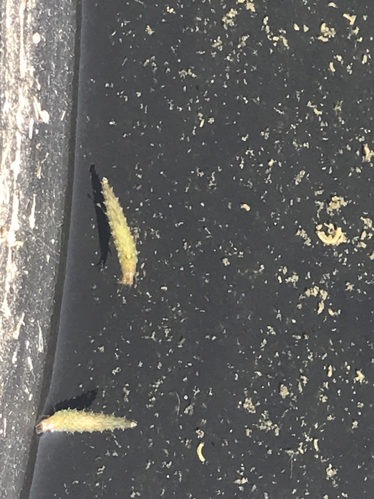 Winged and Once-winged Insects from The University of British Columbia ...