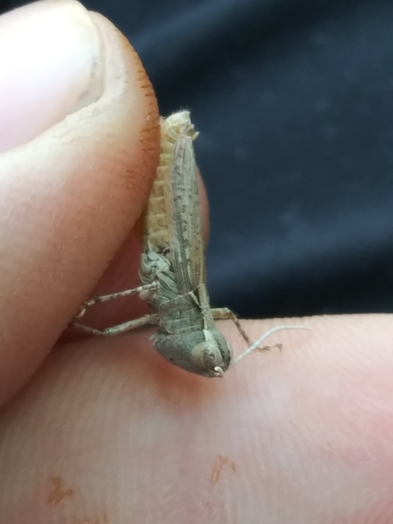 White-whiskered grasshopper from Malheur County, US-OR, US on August 03 ...