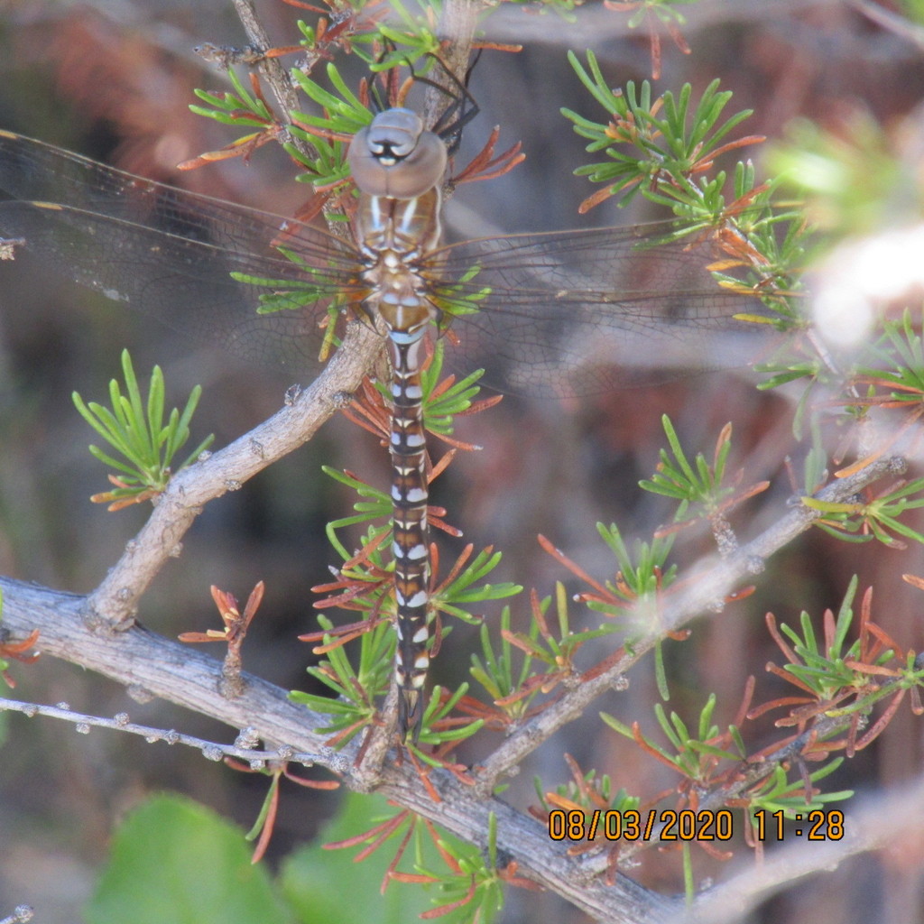 Blue-eyed Darner from Topanga, CA, USA on August 03, 2020 at 11:27 AM ...