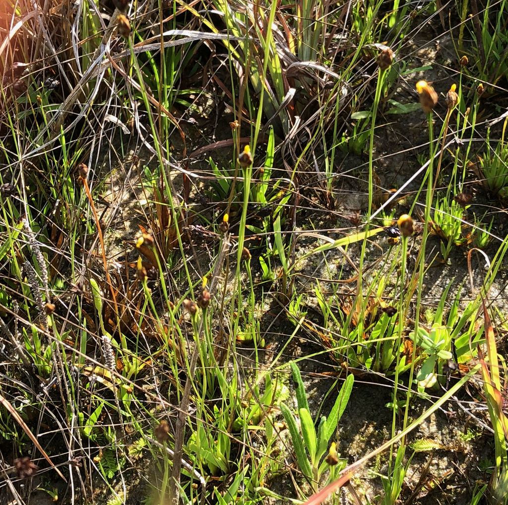 Drummond's yellow-eyed grass in August 2020 by Janet Wright. Wet ...