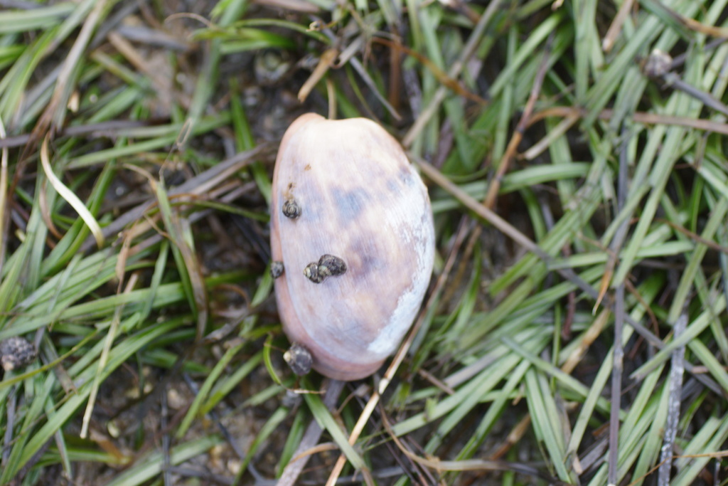 Brown bubble shell from Victoria, Australia on July 28, 2020 at 04:33 ...