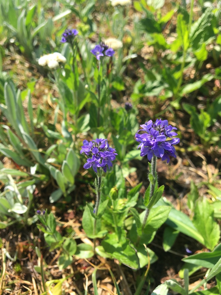 American alpine speedwell from Banff National Park, AB, CA on August 2 ...