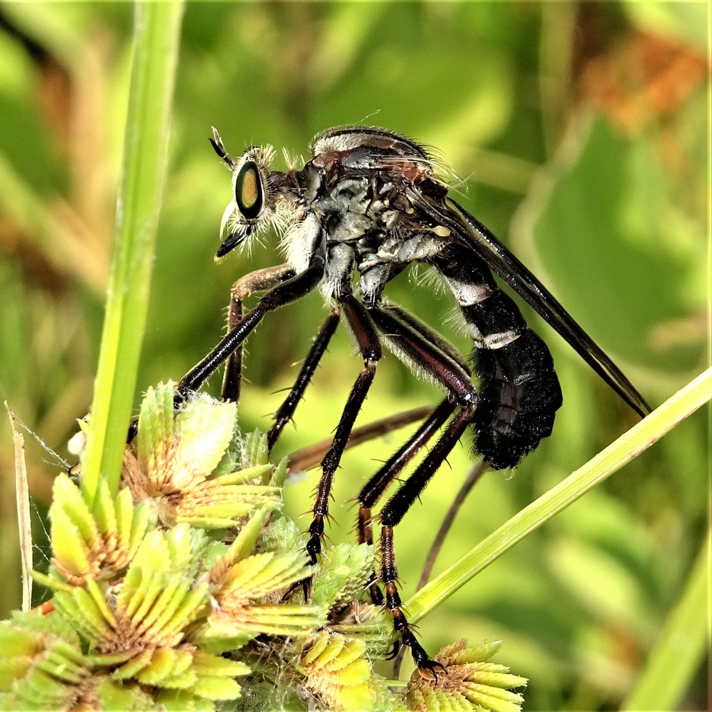 Saropogon from Comanche County, TX, USA on August 2, 2020 at 07:08 PM ...