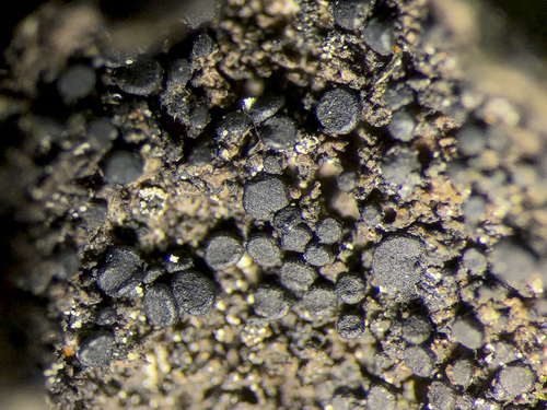 Toninia tecta · iNaturalist