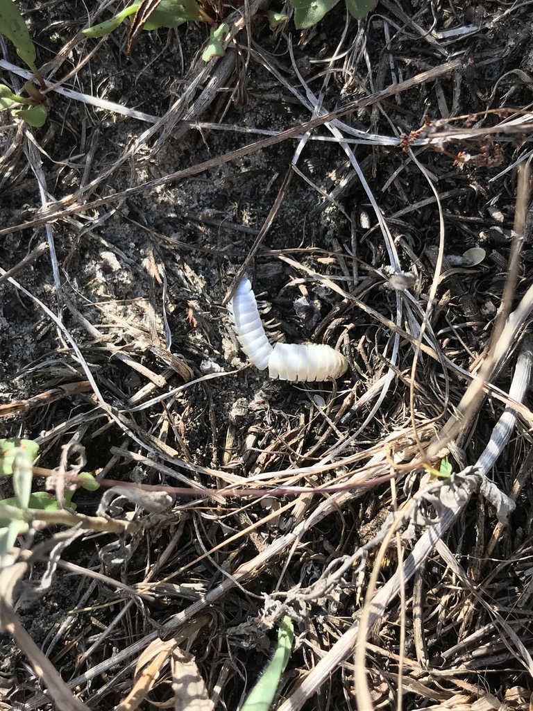 Cherry Millipedes from Rosemount, MN, US on August 03, 2020 at 05:38 PM ...