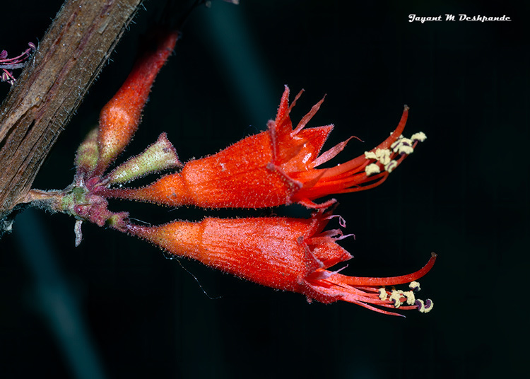 Fire-flame bush (Woodfordia fruticosa) - Botanical Realm