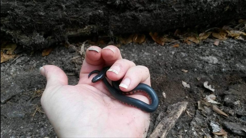 Western Mudsnake (Farancia abacura reinwardtii) - Snakes and Lizards