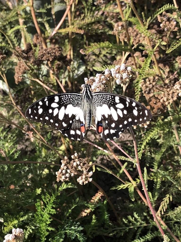 Lime Swallowtail in August 2020 by Annelisa Stephan · iNaturalist