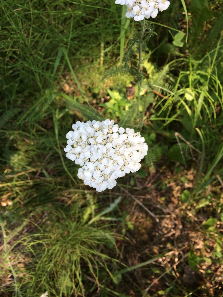 common yarrow from Division No. 6, AB, Canada on August 2, 2020 at 12: ...
